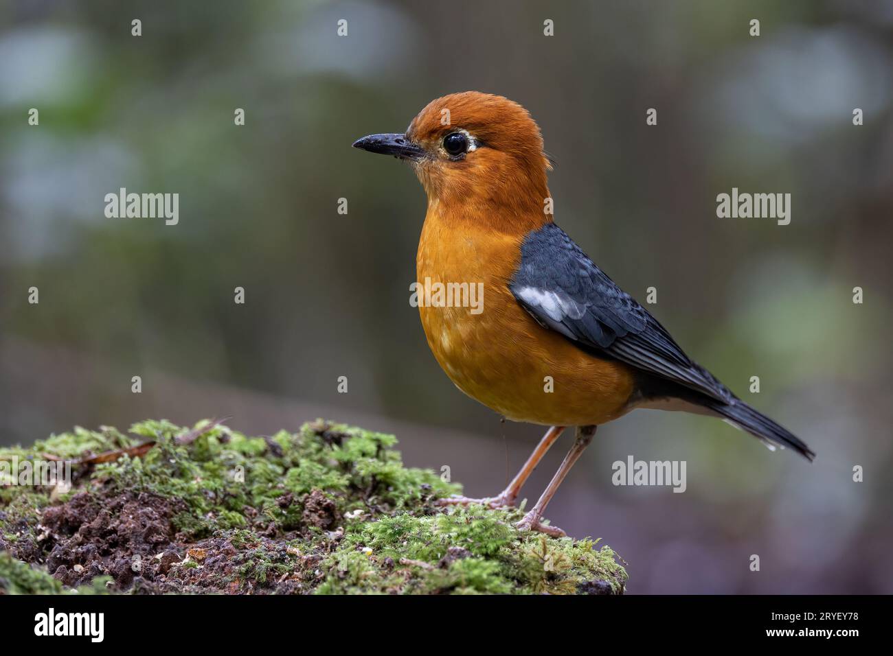 Nature wildlife image of uncommon resident bird Orange-headed thrush in ...