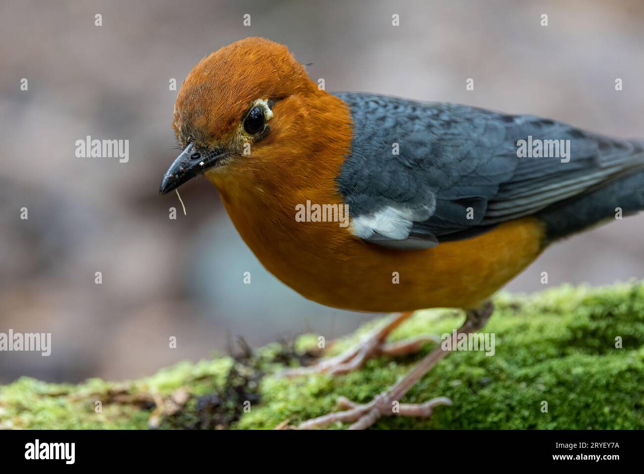 Nature wildlife image of uncommon resident bird Orange-headed thrush in ...