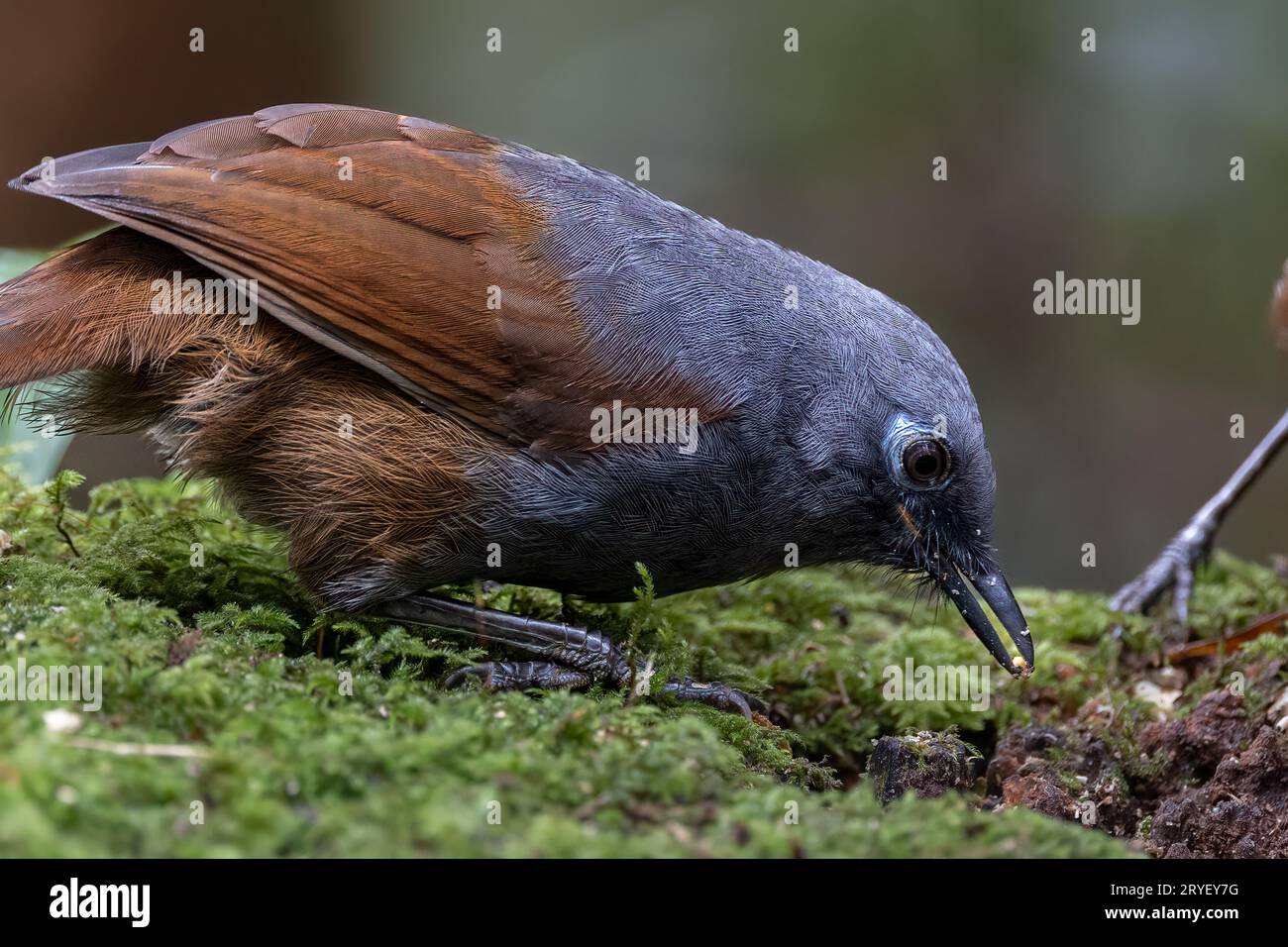 Sunda laughingthrush (Garrulax palliatus) is a species of birds at ...