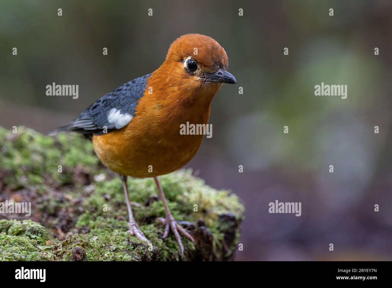 Nature wildlife image of uncommon resident bird Orange-headed thrush in ...