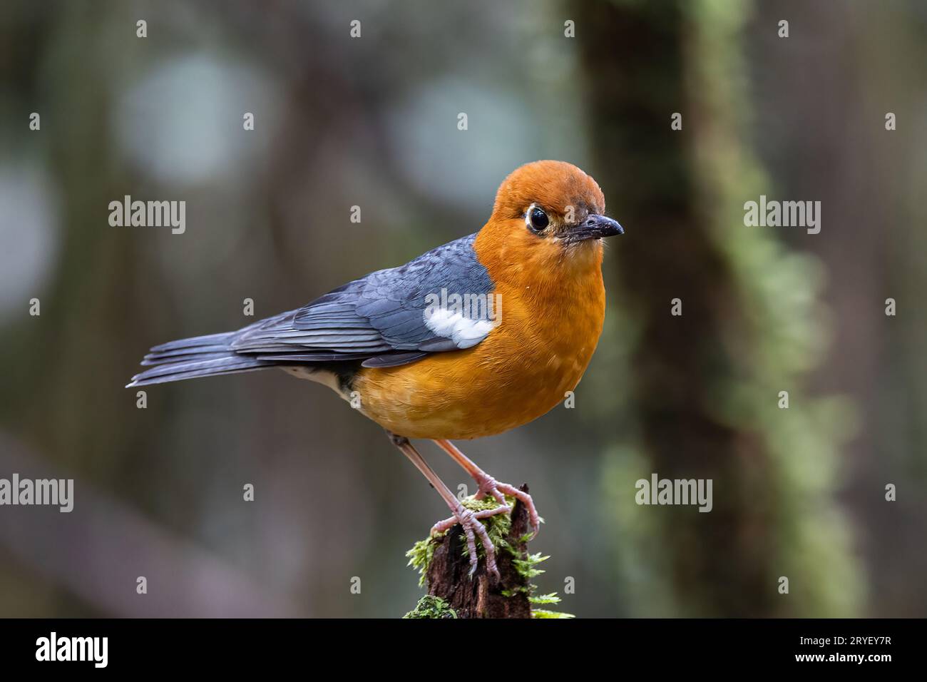 Nature wildlife image of uncommon resident bird Orange-headed thrush in ...