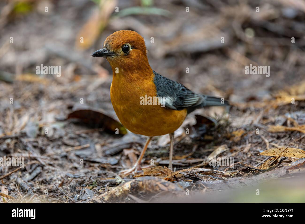 Nature wildlife image of uncommon resident bird Orange-headed thrush in ...