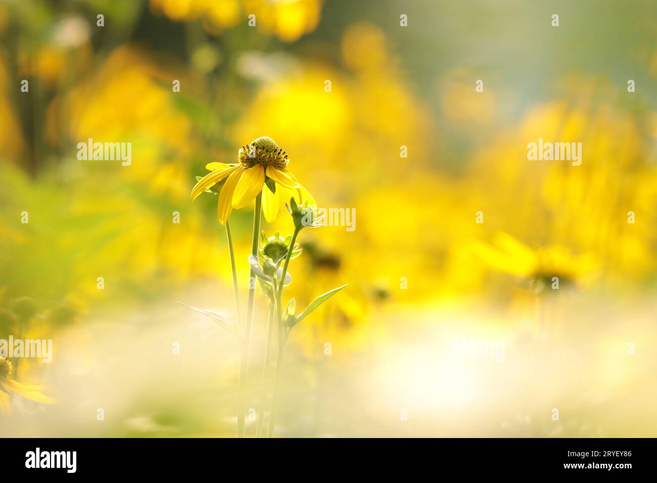 Cutleaf coneflower hi-res stock photography and images - Alamy