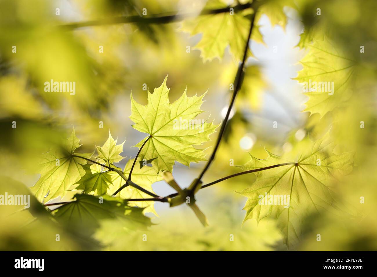 Spring maple leaves Stock Photo - Alamy