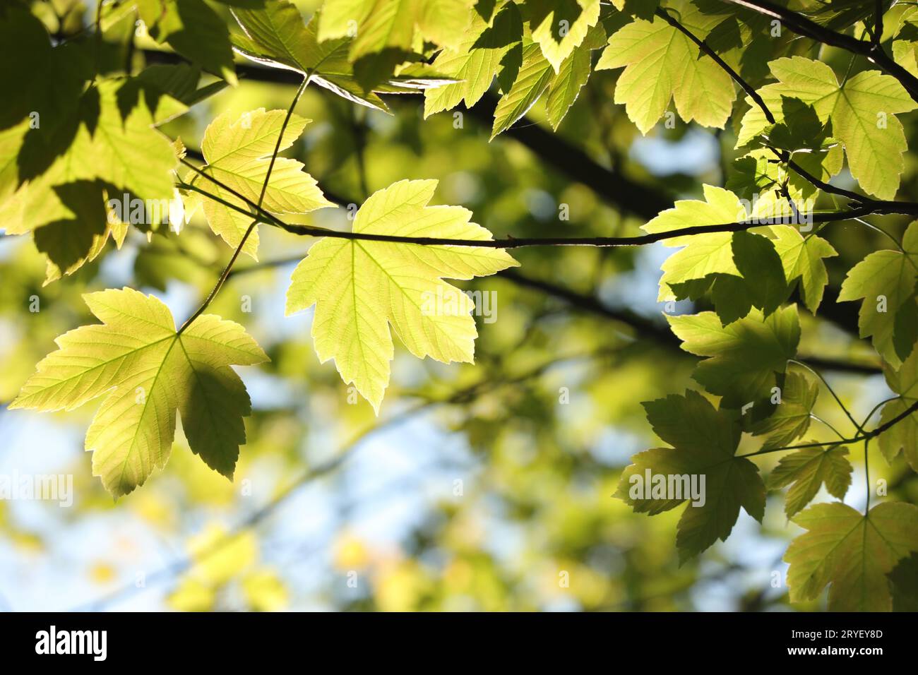 Sycamore maple leaves Stock Photo - Alamy