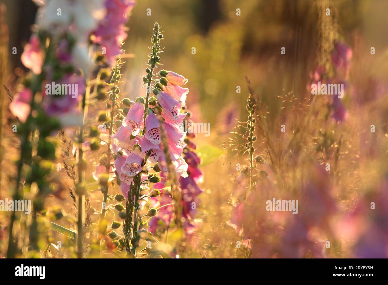 Foxglove stem hi-res stock photography and images - Alamy
