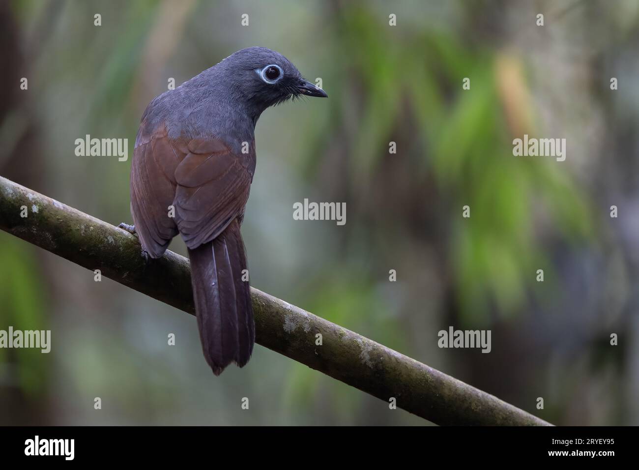 Montane birds of thailand hi-res stock photography and images - Alamy