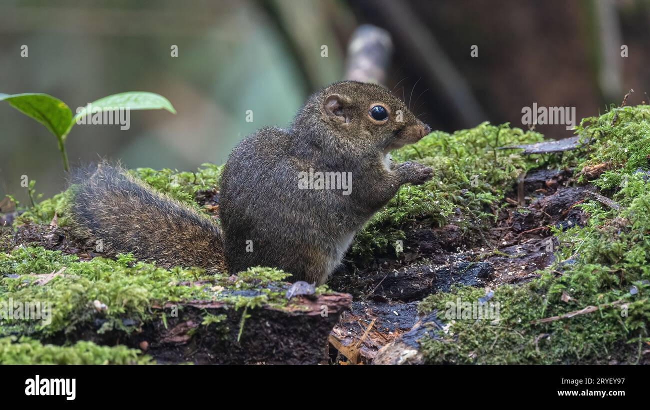 Nature wildlife image of Bornean Mountain Ground Squirrel on deep ...