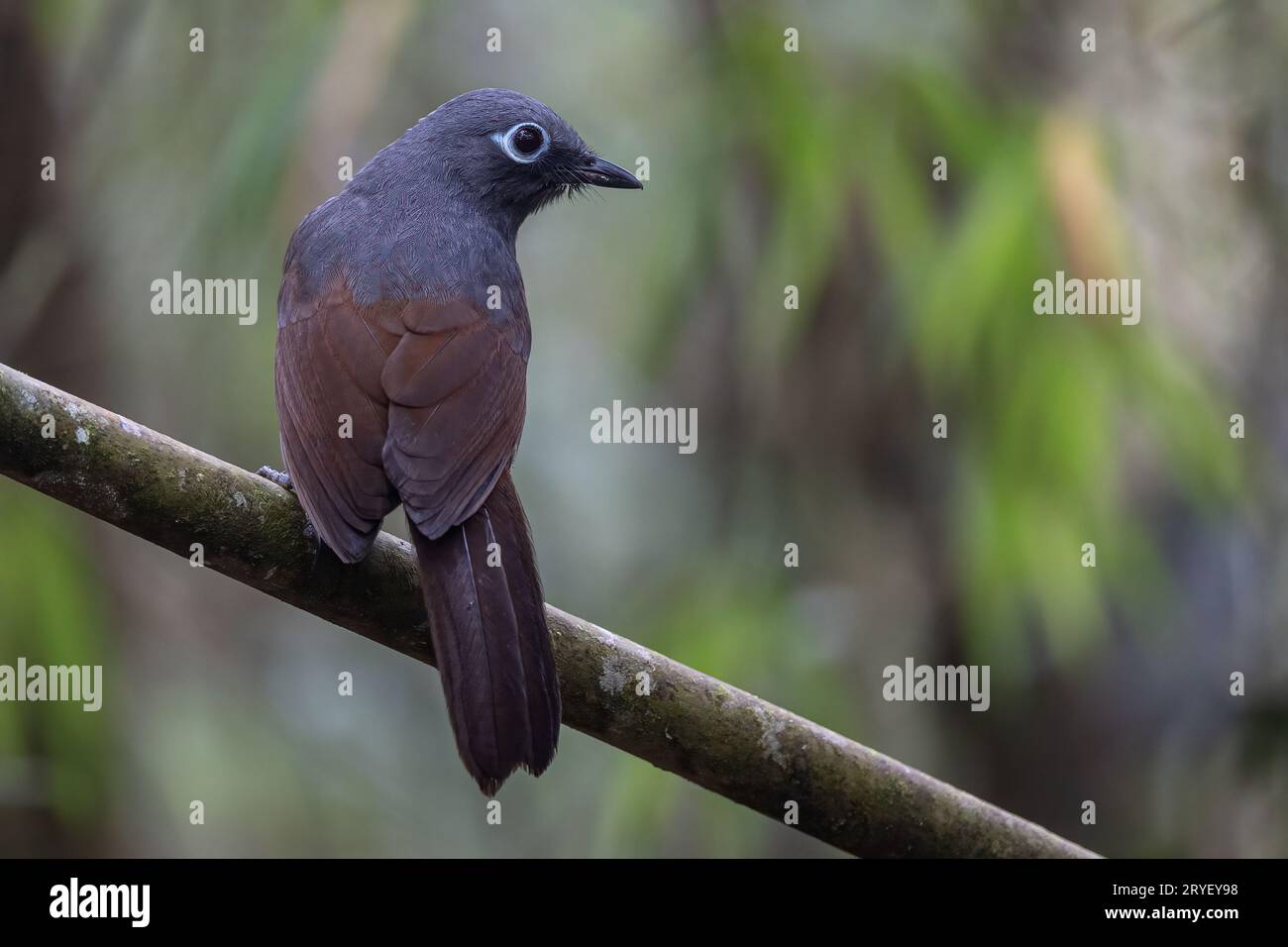 Sunda laughingthrush (Garrulax palliatus) is a species of birds at ...