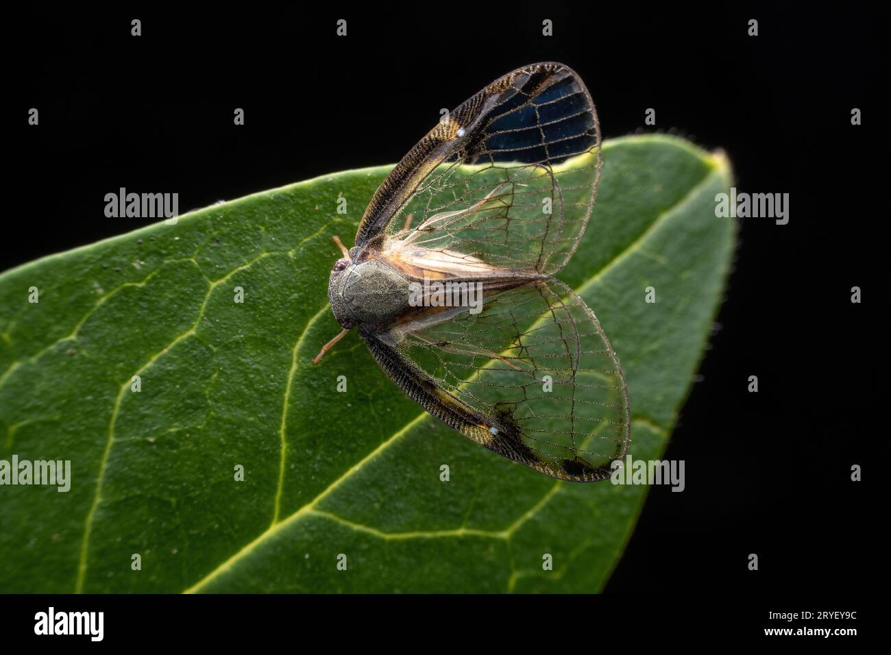 planthopper in the wild state Stock Photo - Alamy