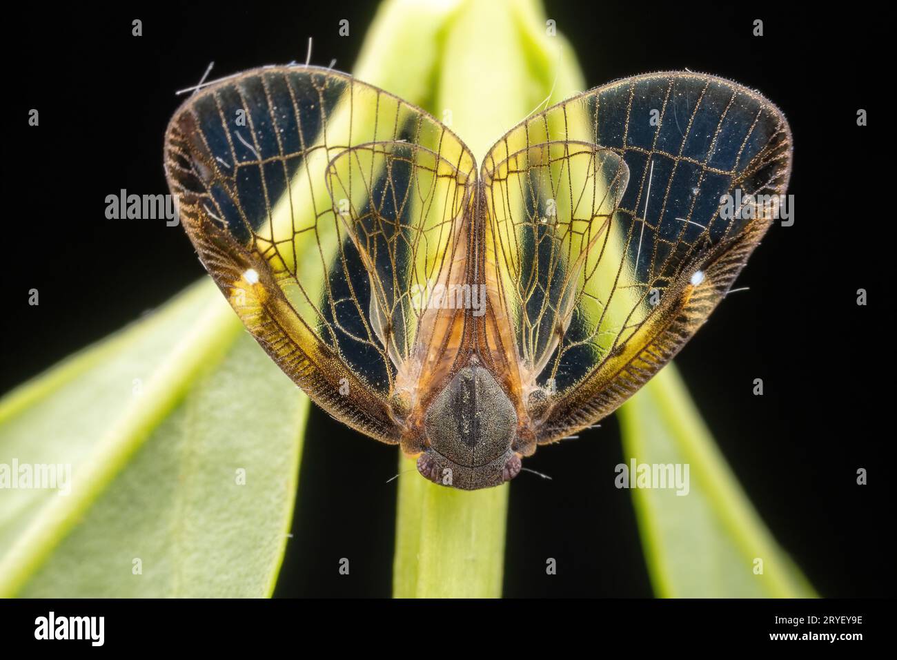 planthopper in the wild state Stock Photo - Alamy