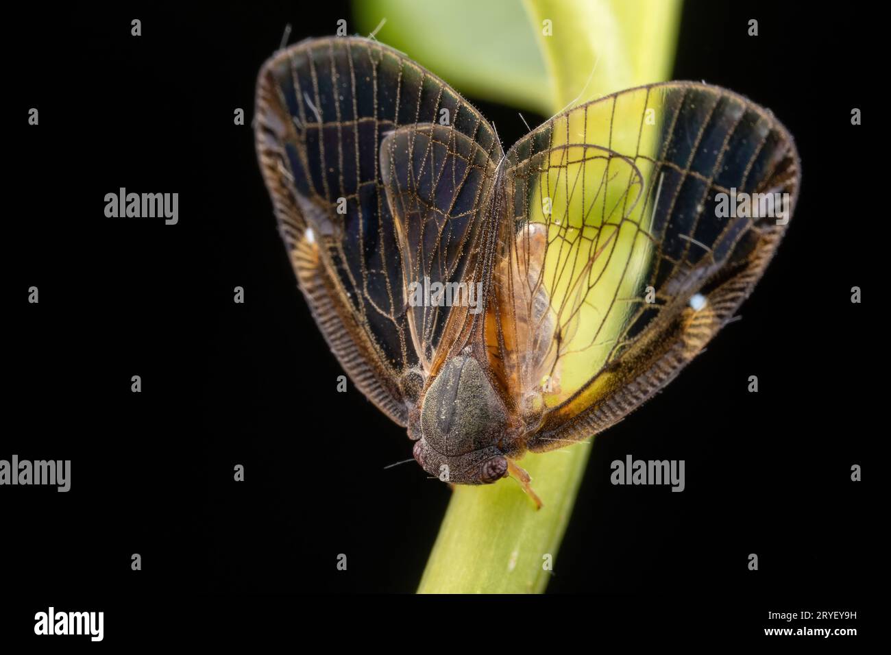 planthopper in the wild state Stock Photo - Alamy