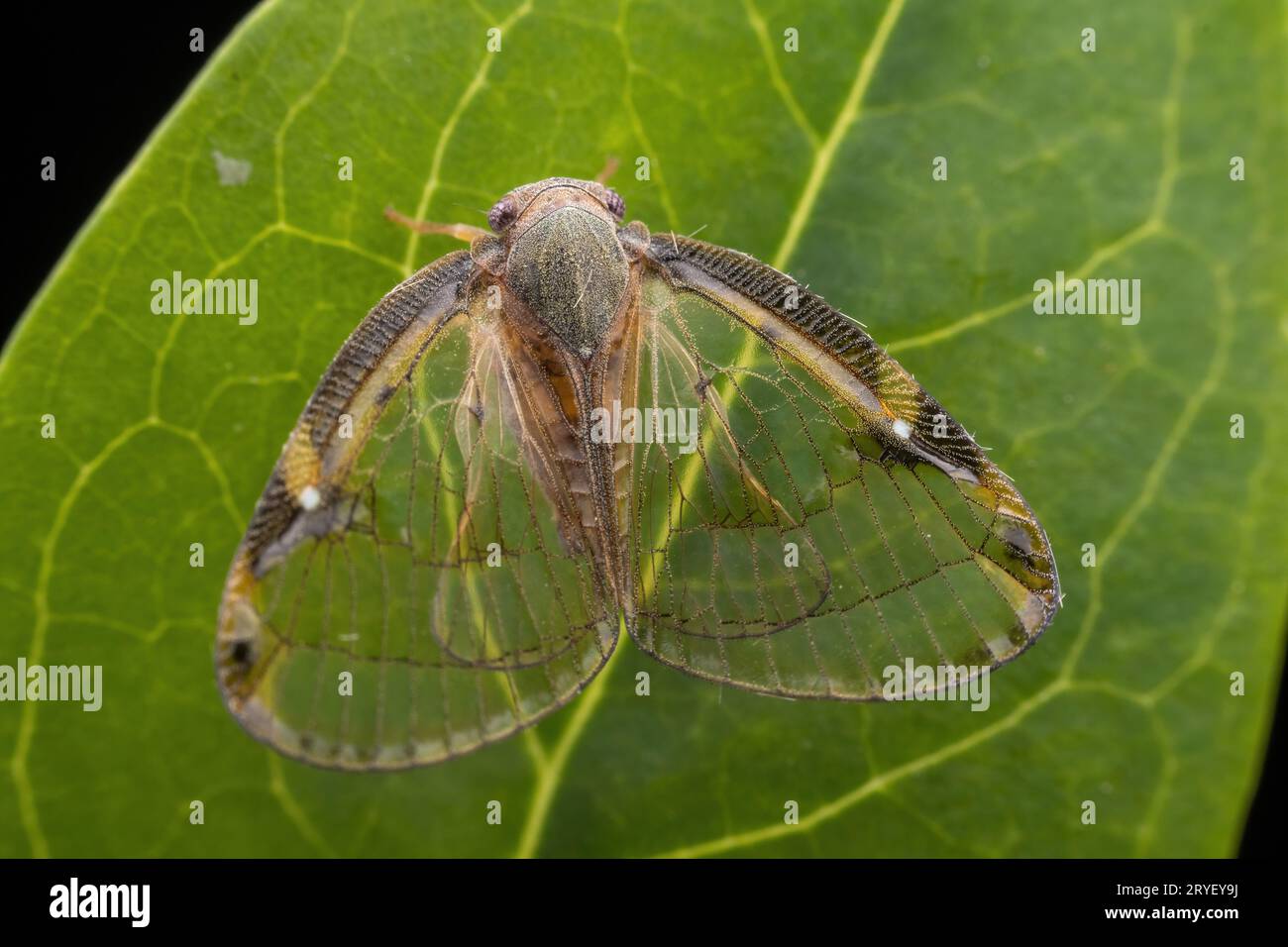 planthopper in the wild state Stock Photo - Alamy