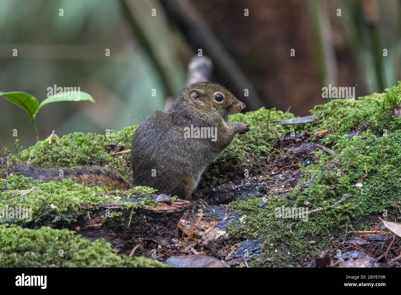 Nature wildlife image of Bornean Mountain Ground Squirrel on deep ...