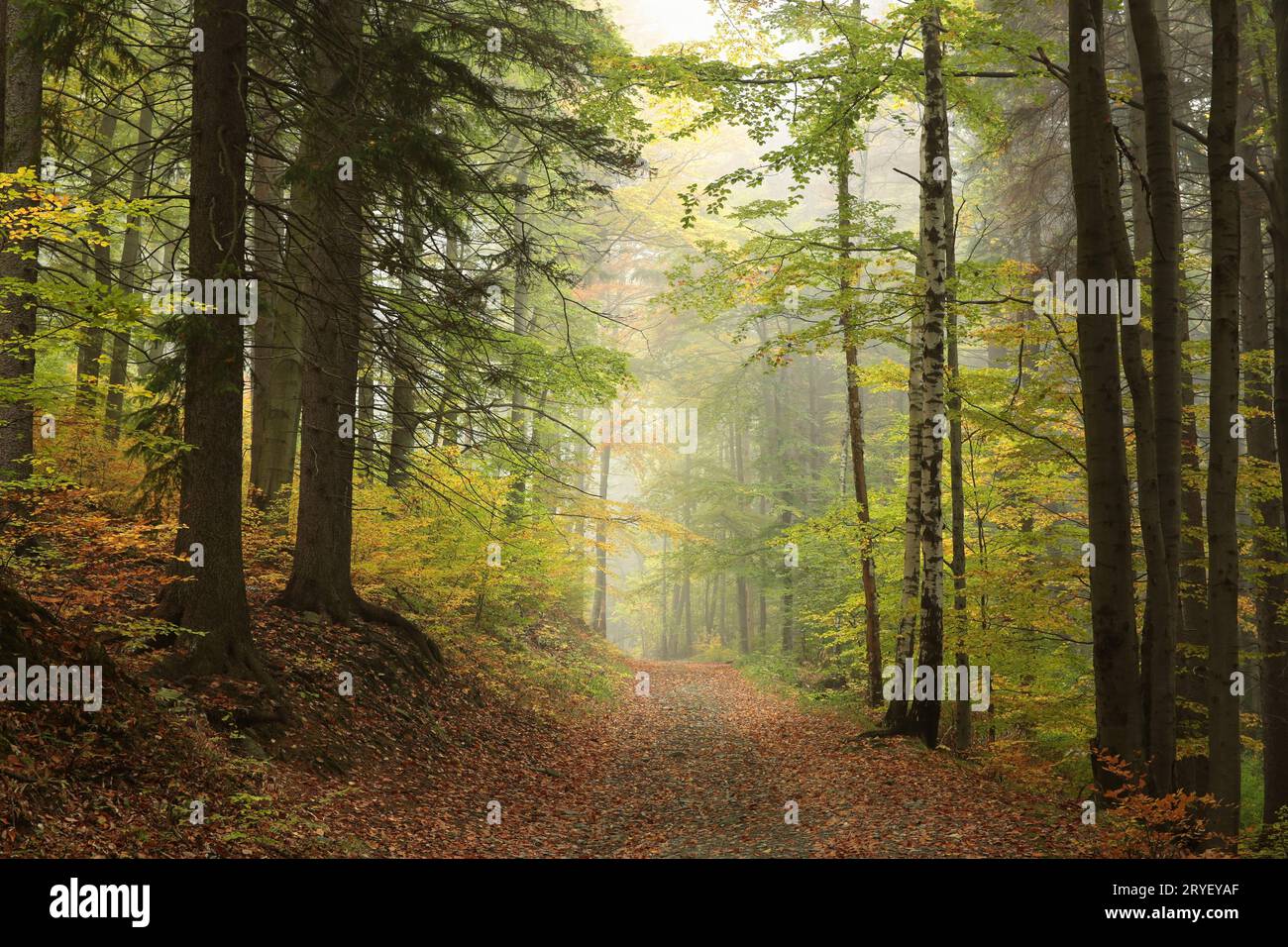 Scenic foggy travel walk through hi-res stock photography and images - Alamy