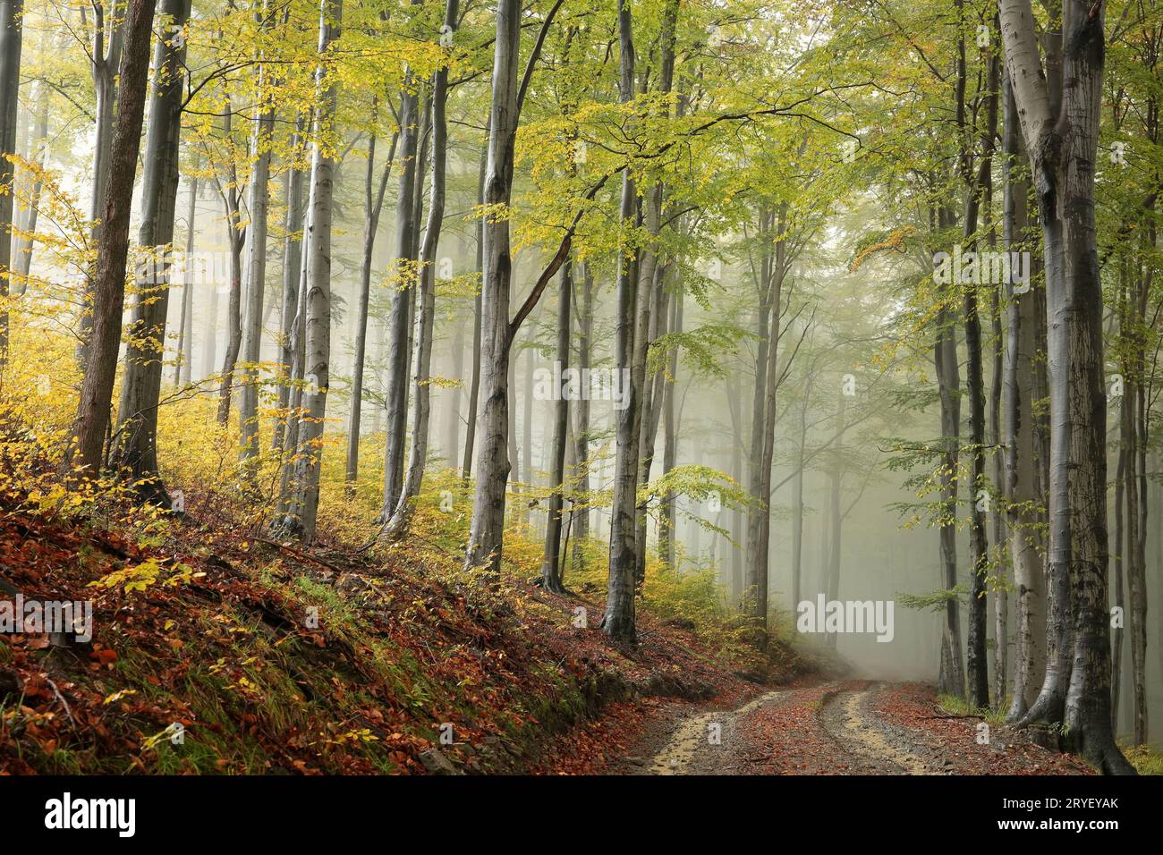 Beautiful trail through natural hi-res stock photography and images - Alamy