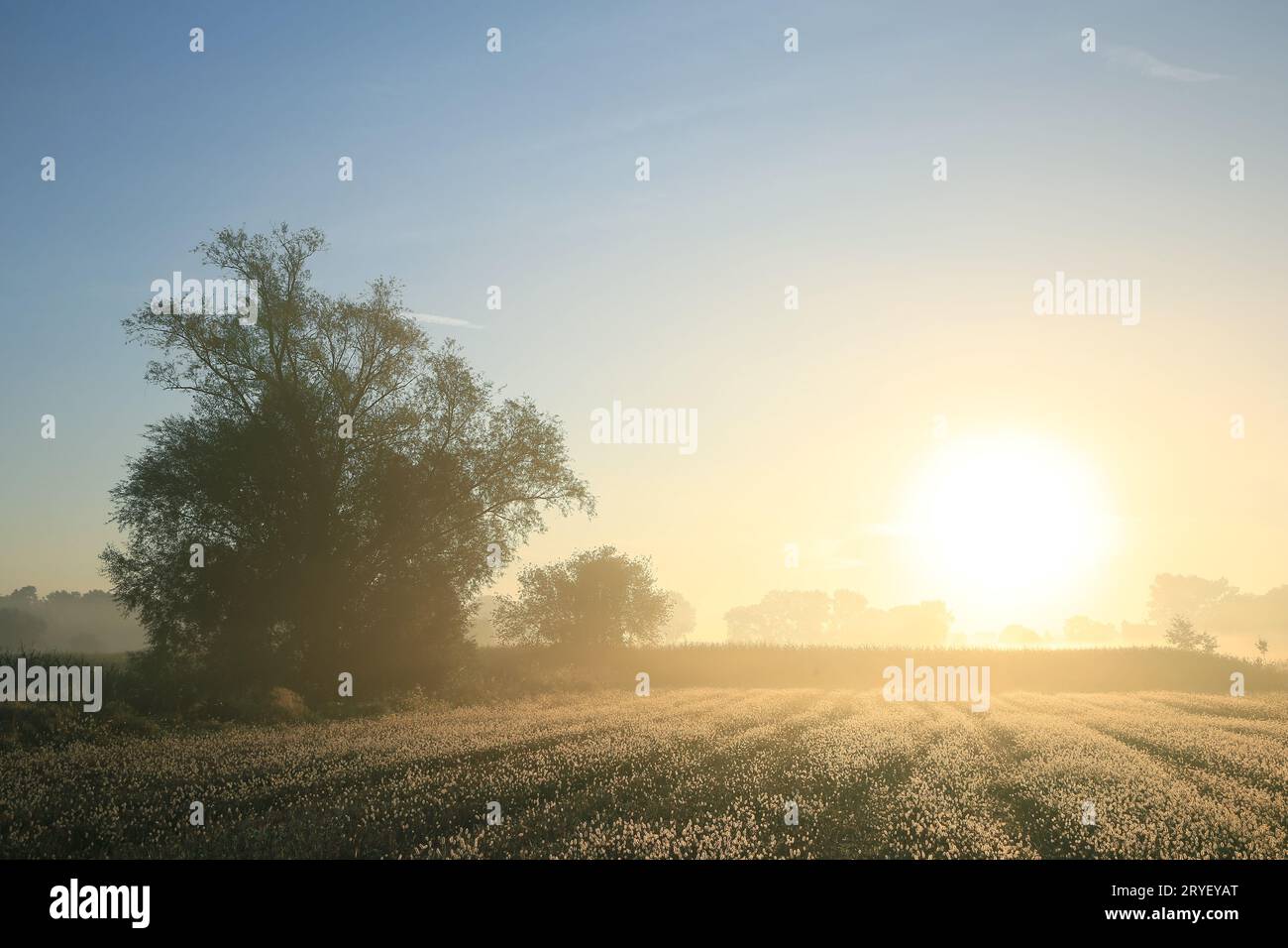 Sunrise over a grassland hi-res stock photography and images - Alamy
