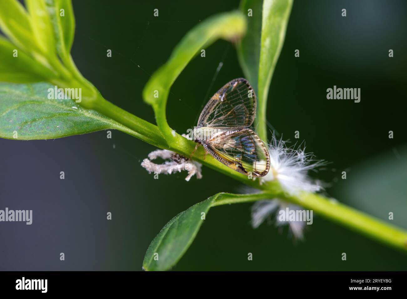 planthopper in the wild state Stock Photo - Alamy