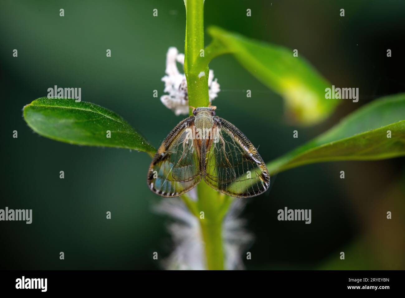 planthopper in the wild state Stock Photo - Alamy