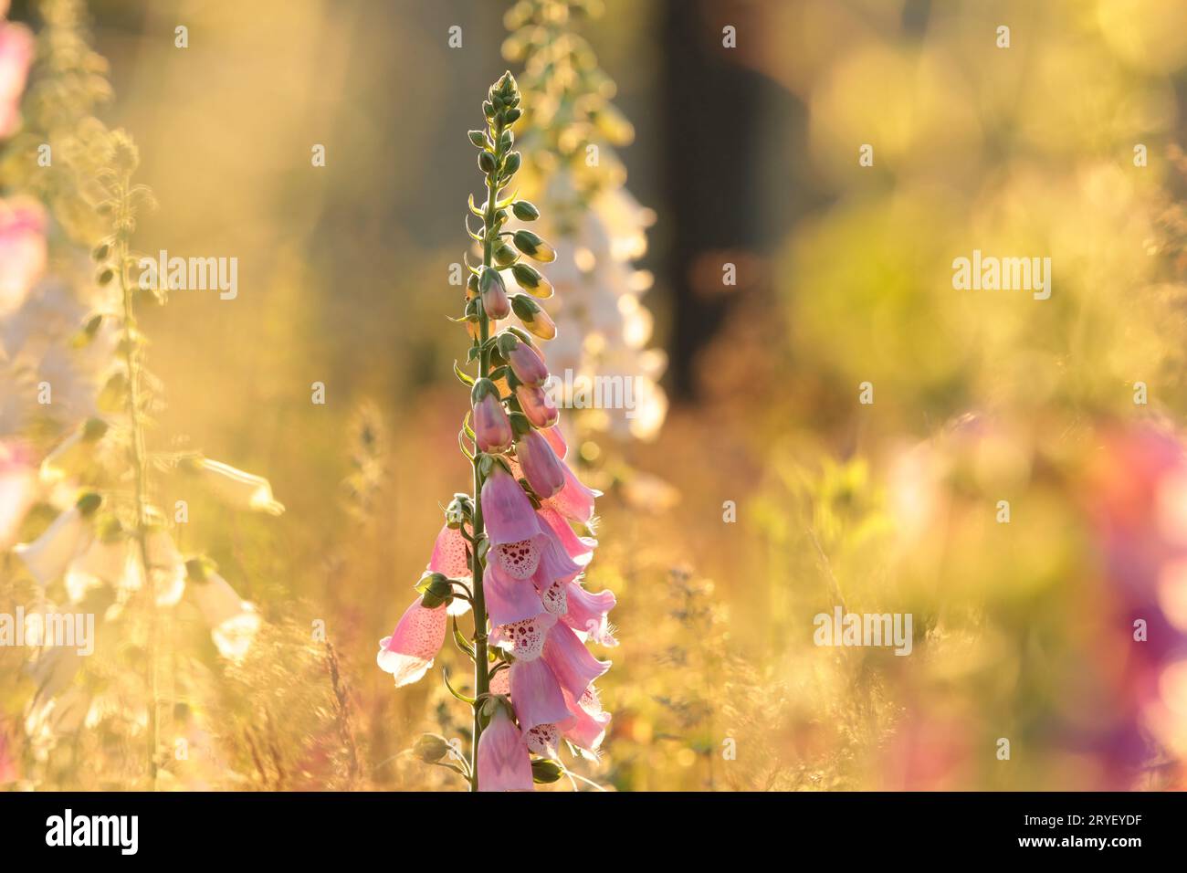 Foxglove stem background hi-res stock photography and images - Alamy