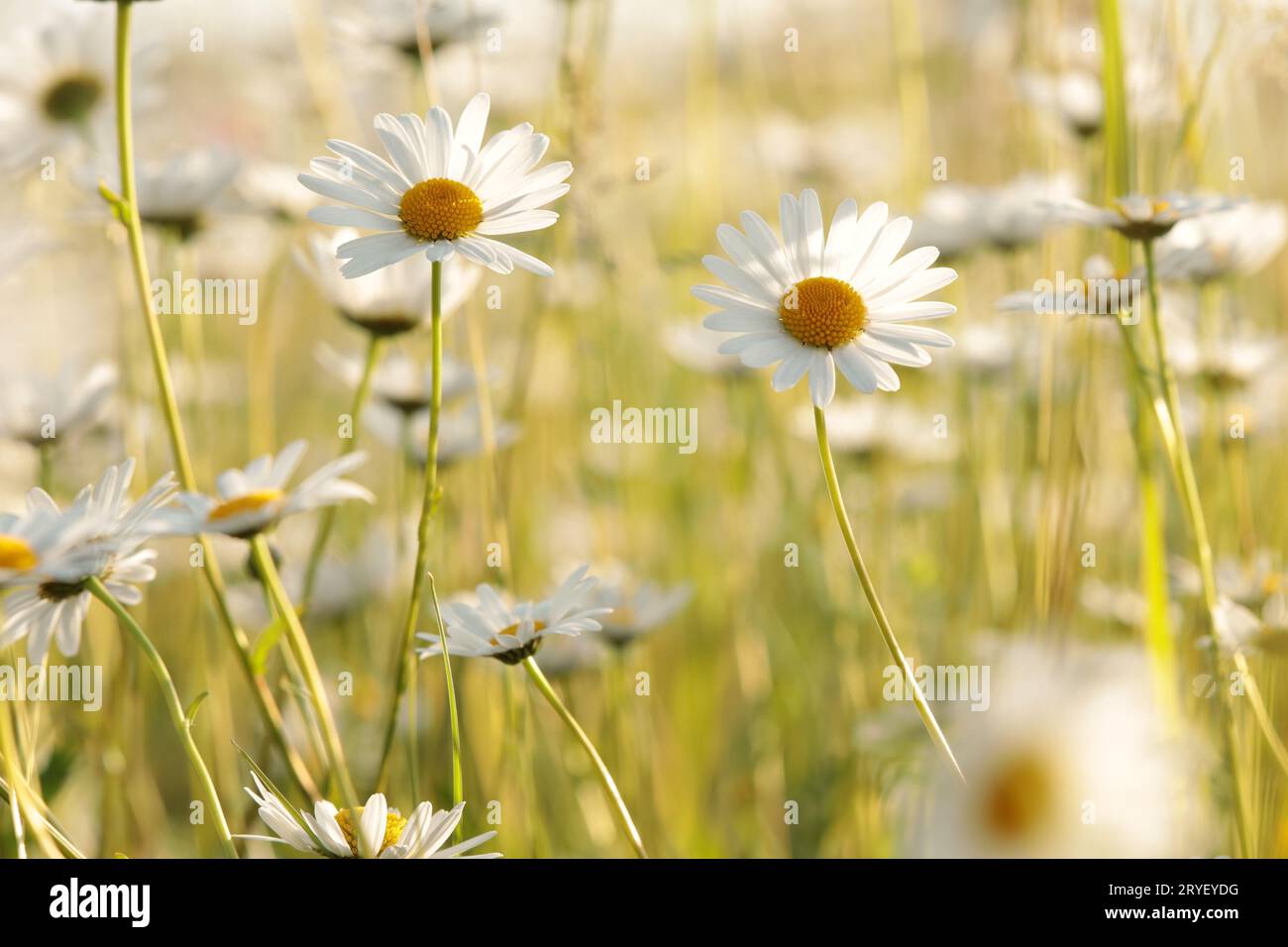 Beauty daisies hi-res stock photography and images - Alamy