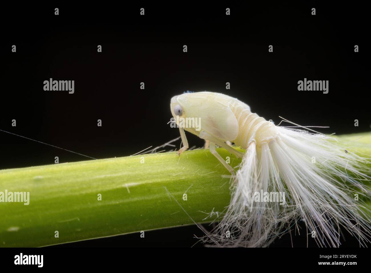 planthopper nymph in the wild state Stock Photo - Alamy
