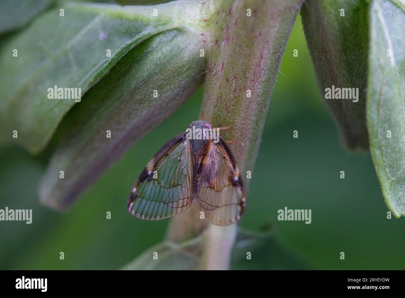 planthopper in the wild state Stock Photo - Alamy