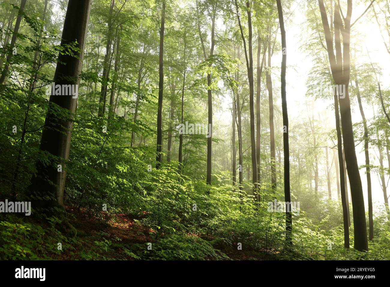 Natural forest trees beauty spring hi-res stock photography and images ...