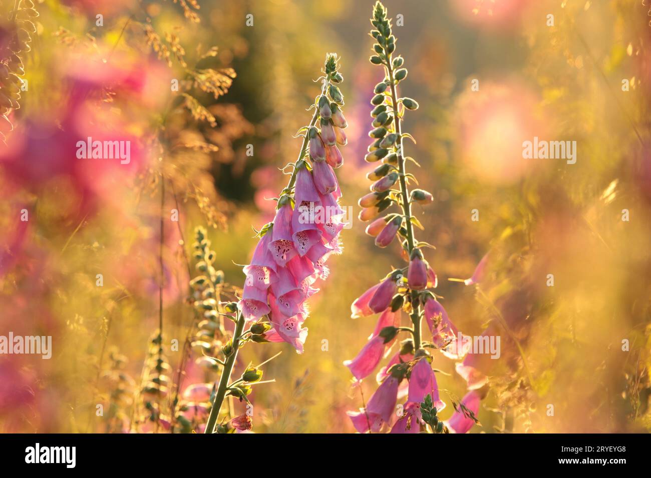 Foxglove stem background hi-res stock photography and images - Alamy