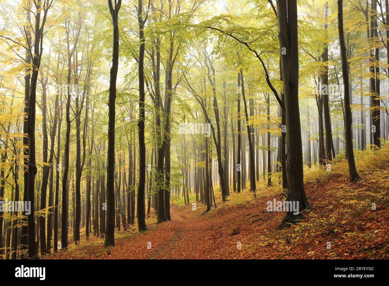 Colorful beech forest road hi-res stock photography and images - Alamy