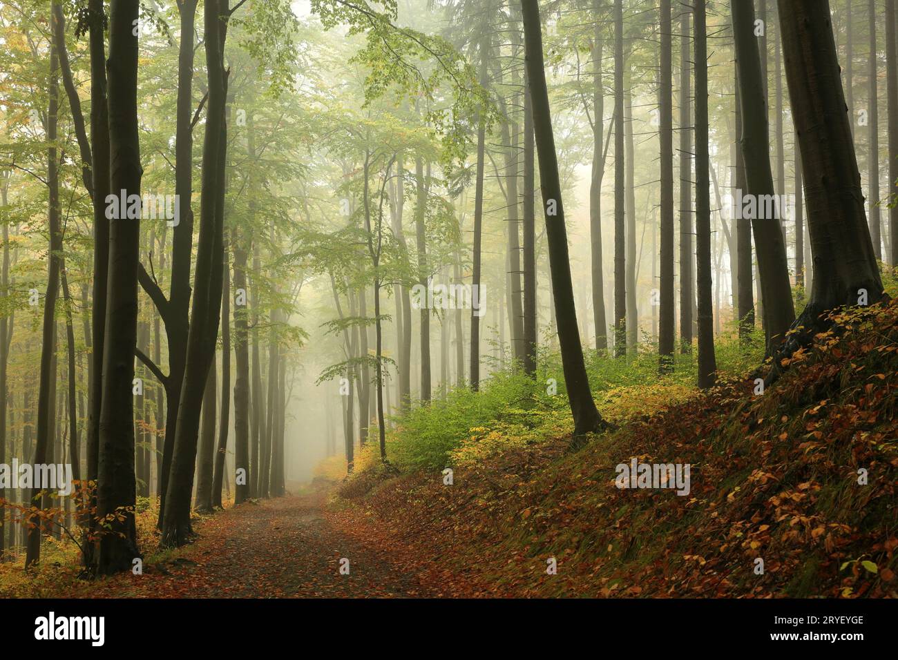 Scenic path through forest hi-res stock photography and images - Alamy