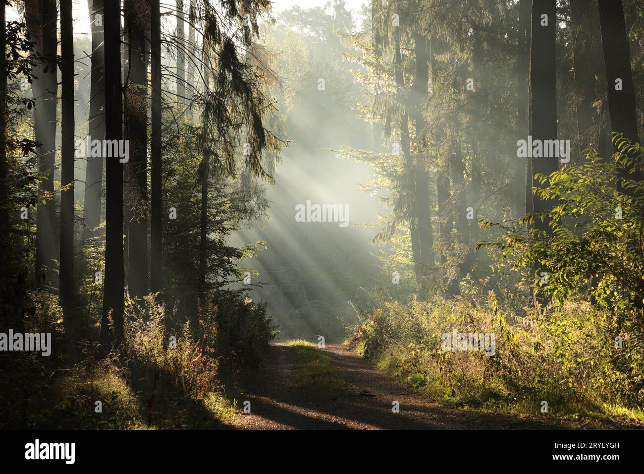 Tranquil path through colorful forest hi-res stock photography and ...