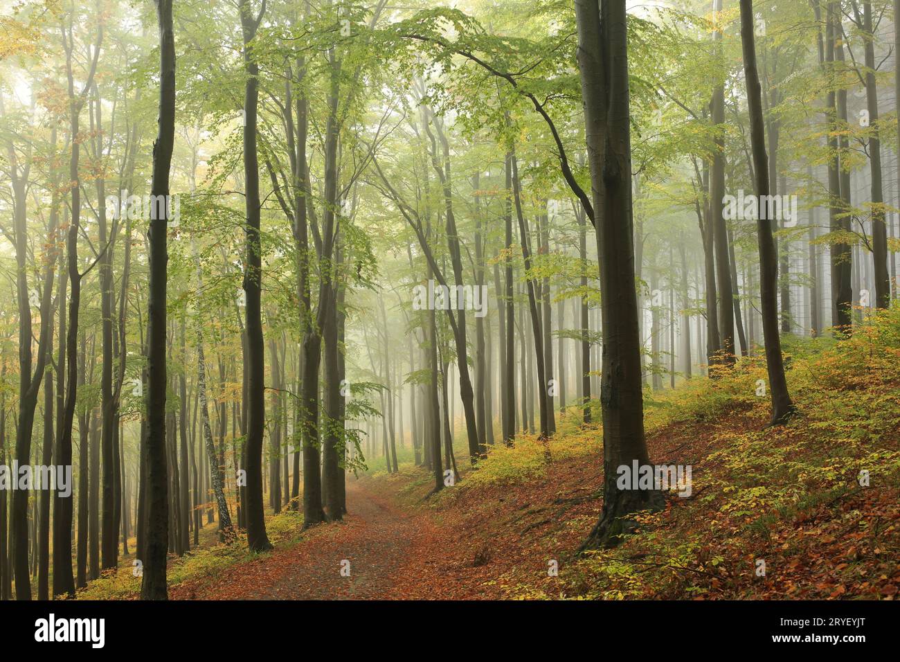 Trail through beech forest hi-res stock photography and images - Alamy