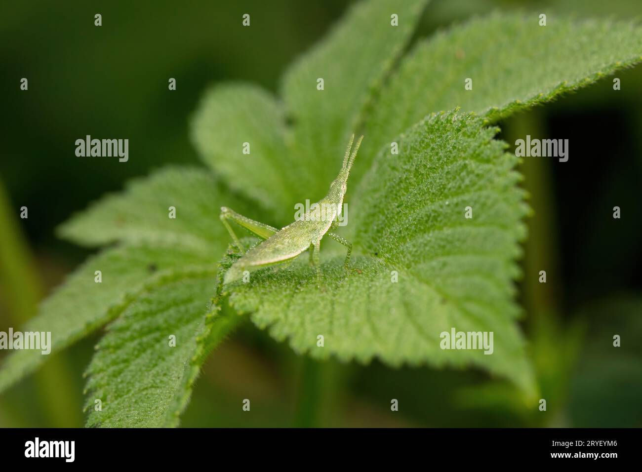Atractomorpha hi-res stock photography and images - Alamy