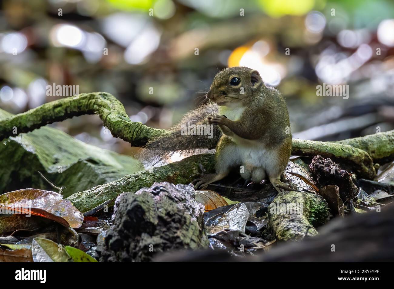 Nature wildlife image of Bornean Mountain Ground Squirrel on deep ...
