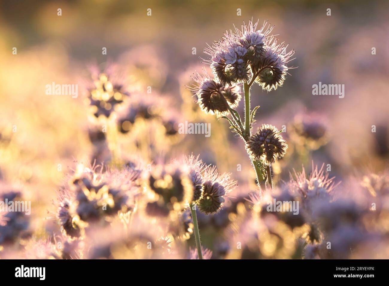Lacy detail hi-res stock photography and images - Alamy