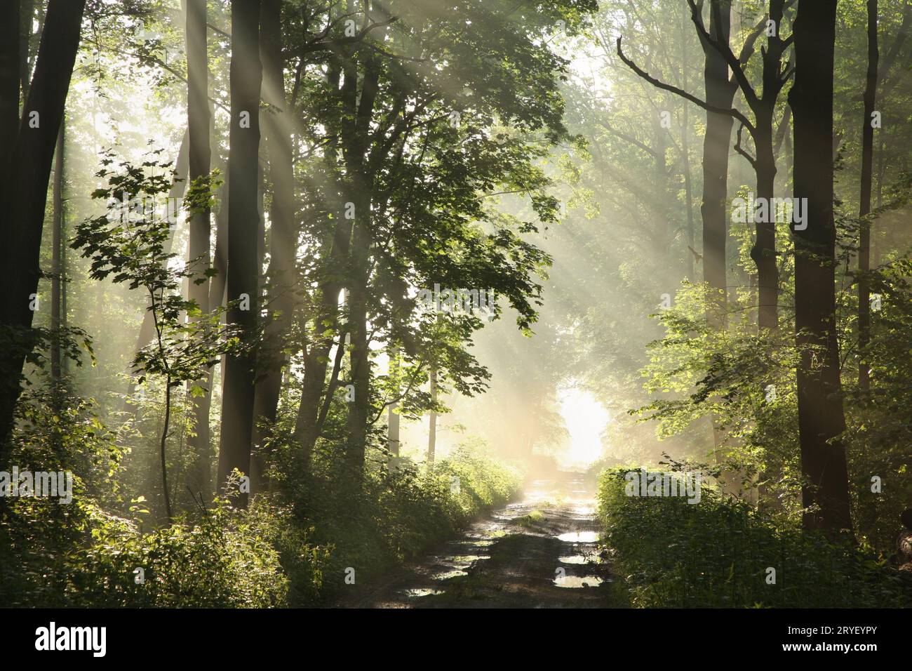 Sunrise light beams hi-res stock photography and images - Alamy