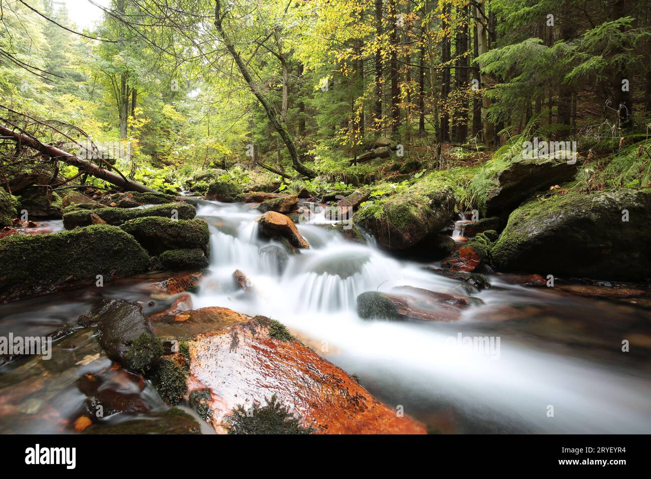 Oak tree brook river summer hi-res stock photography and images - Alamy
