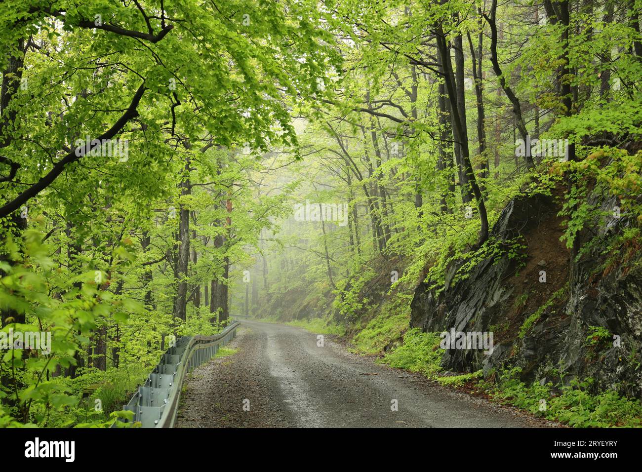 Beech trees footpath through hi-res stock photography and images - Alamy