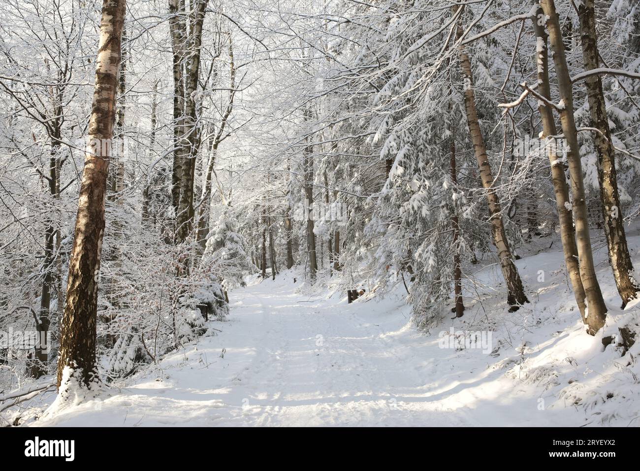 Path scenery hi-res stock photography and images - Alamy