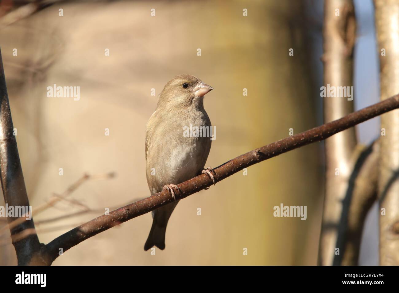 Greenfinch female plumage hi-res stock photography and images - Alamy
