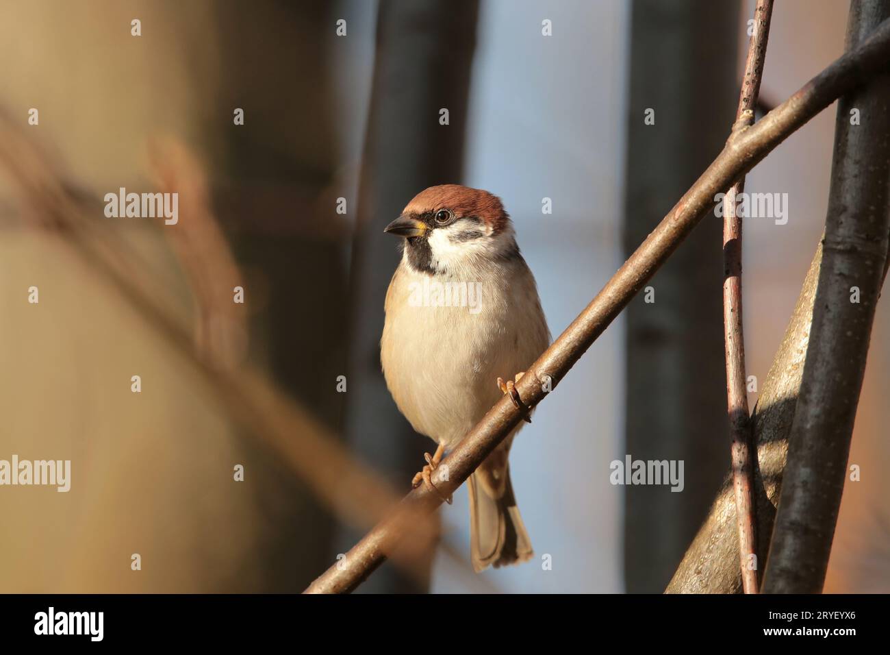 Eurasian Tree Sparrow Stock Photo - Alamy