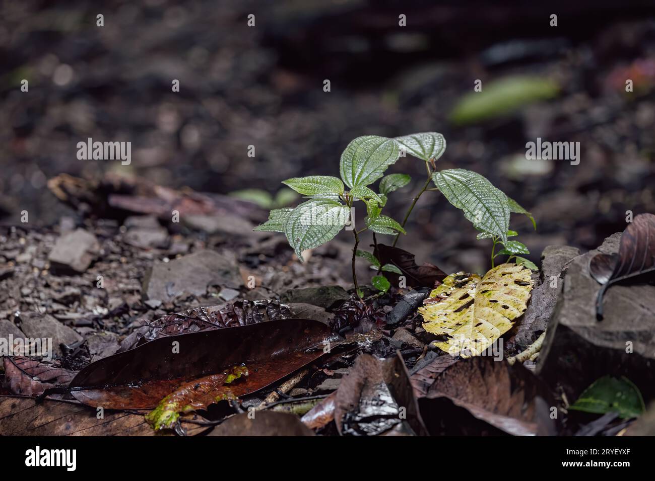 Earth day concept: Growing small plant in deep rainforest jungle at ...