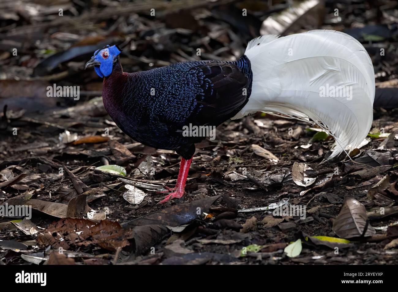 Nature wildlife of Bulwer's Pheasant rare endemic big bird of Sabah ...