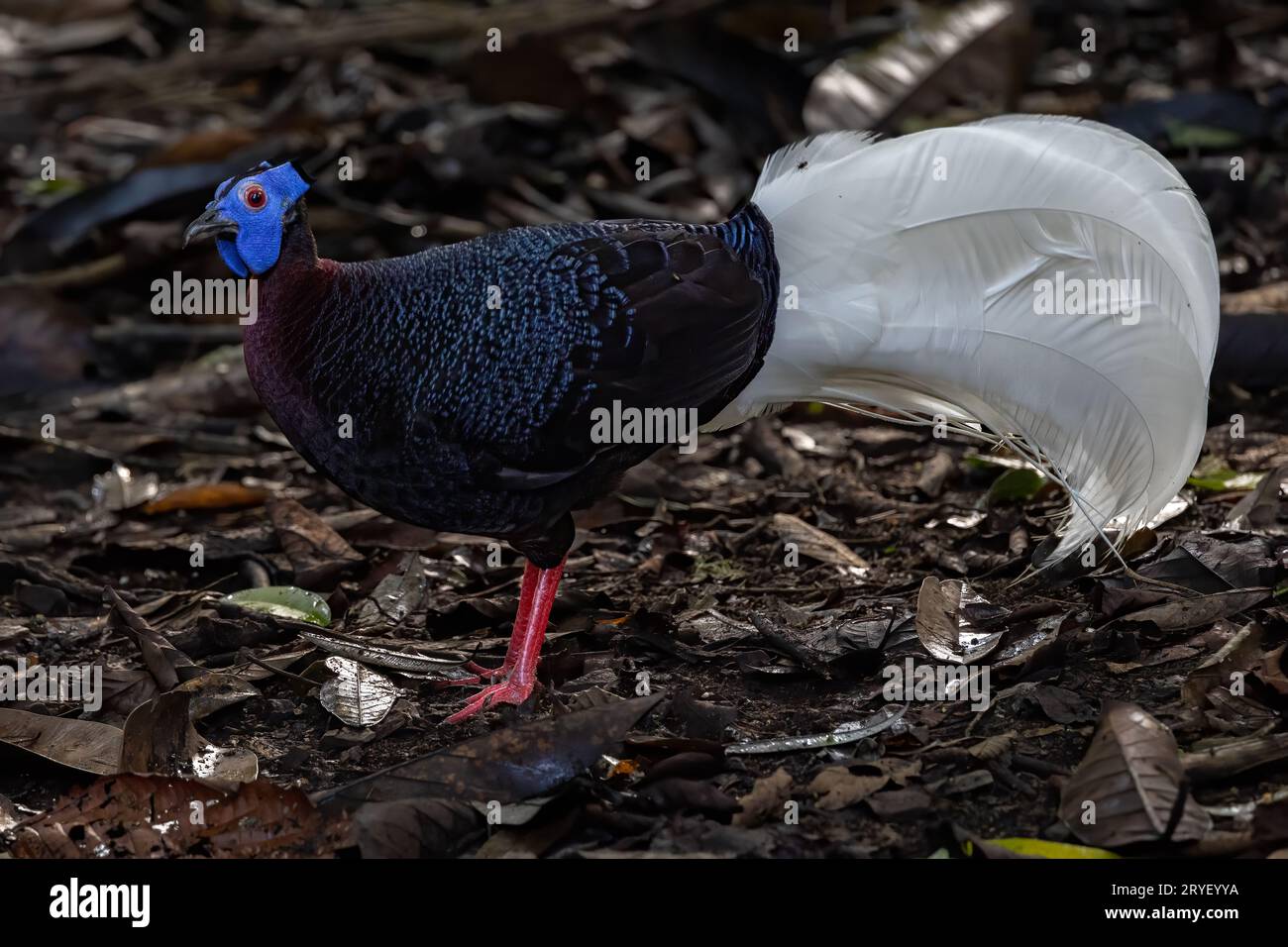 Nature wildlife of Bulwer's Pheasant rare endemic big bird of Sabah ...