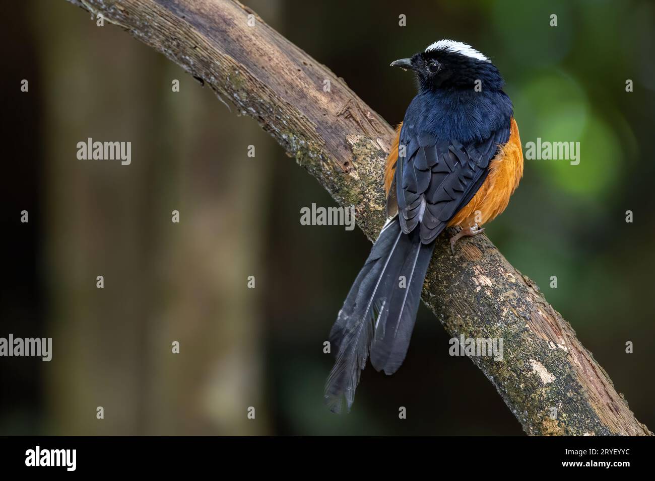 Nature wildlife image of White crown shama on nature rainforest jungle ...