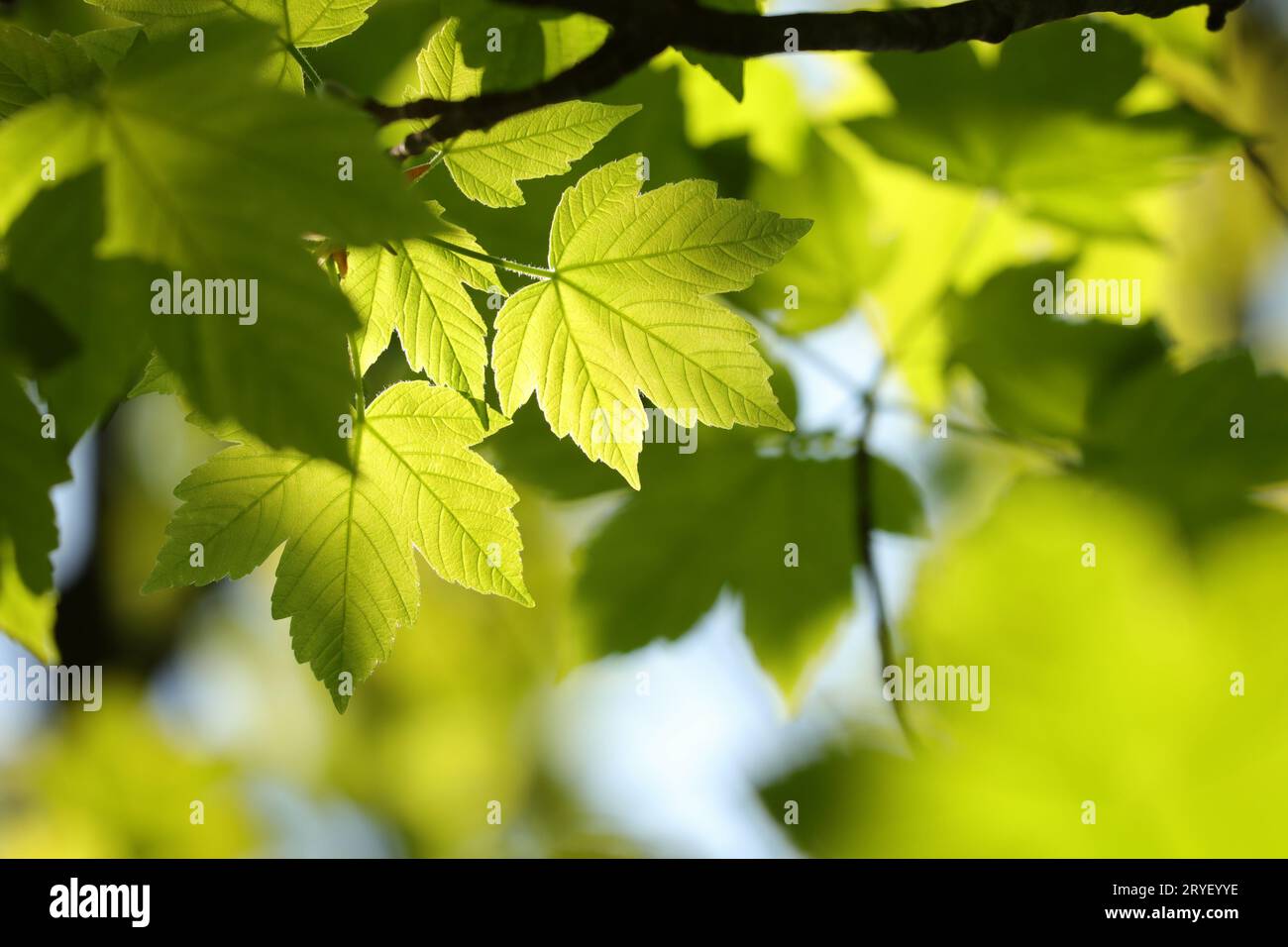 Sycamore maple leaves hi-res stock photography and images - Alamy