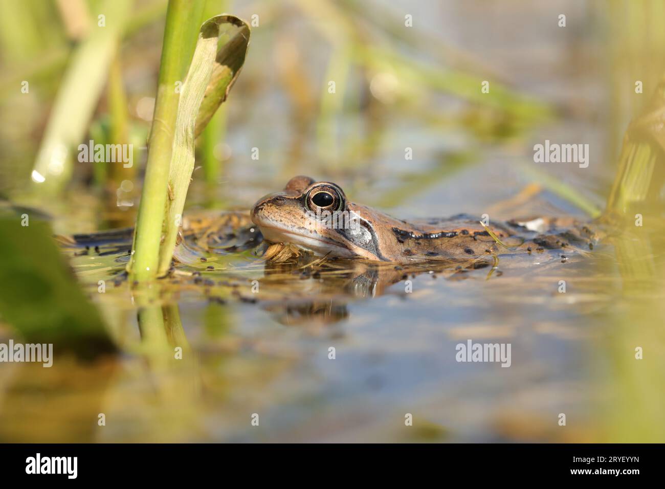 Frog in a pond Stock Photo - Alamy