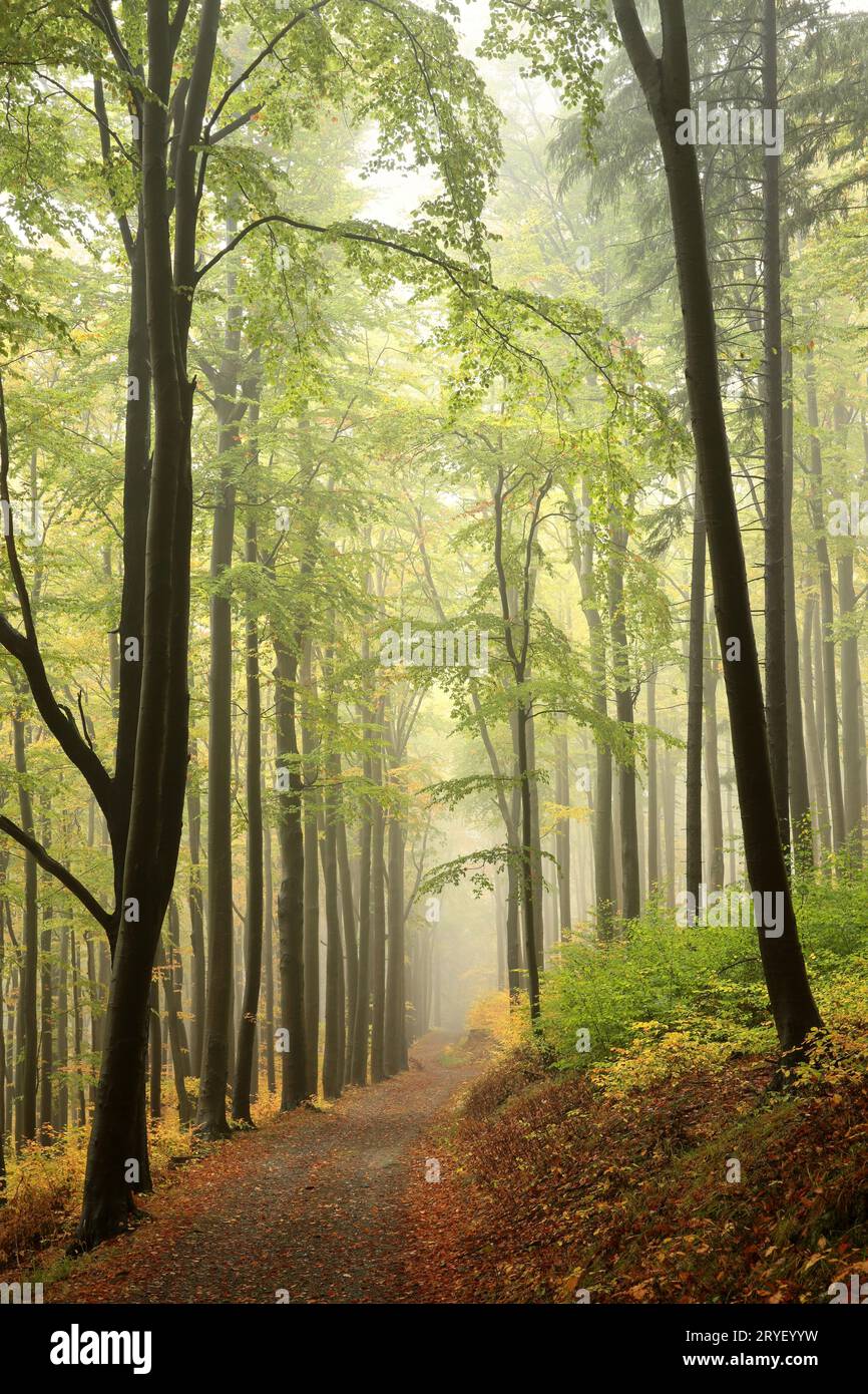 Beautiful trail through natural hi-res stock photography and images - Alamy