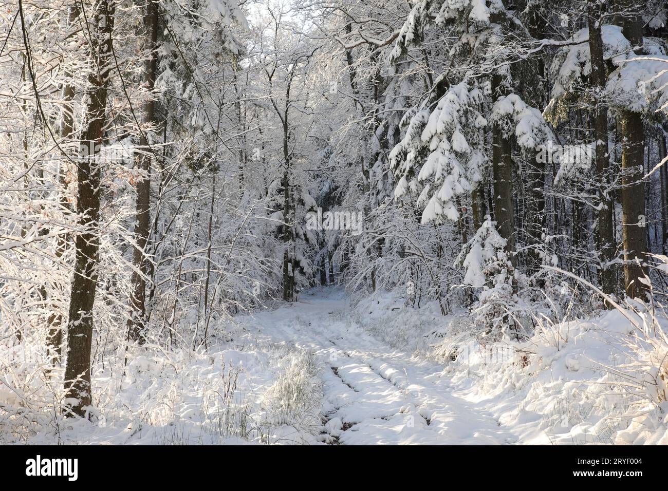 Path scenery hi-res stock photography and images - Alamy